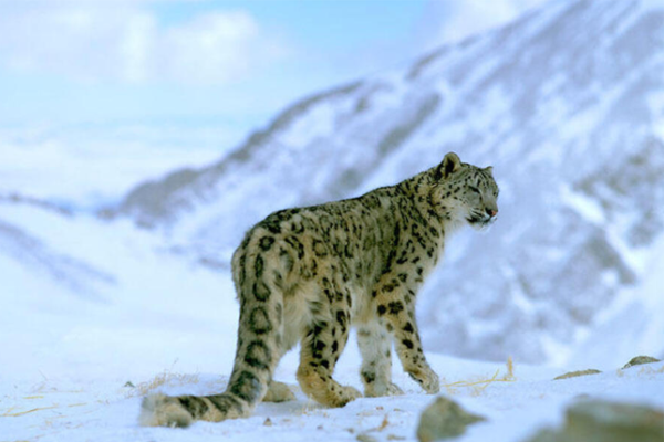 Let's Explore The Incredible Wildlife of Pakistan - RealStateShop